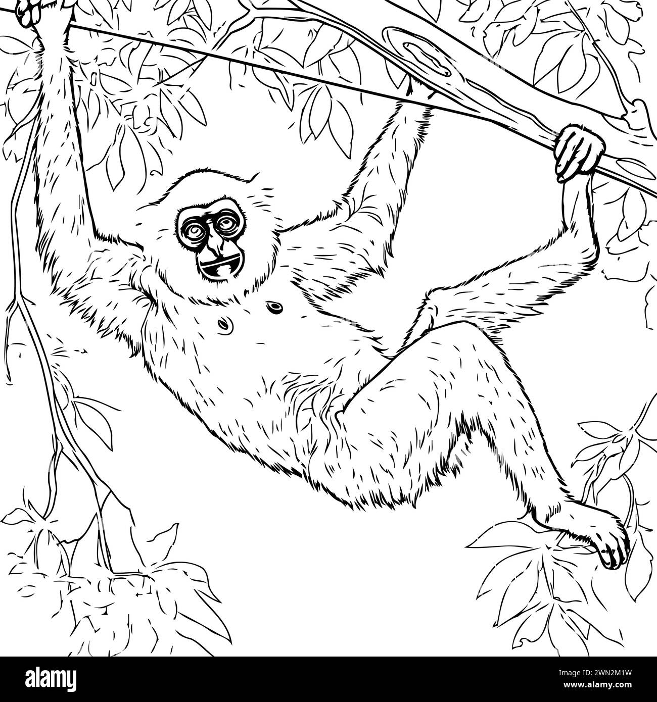 Gibbon drawing Stock Vector Images - Alamy