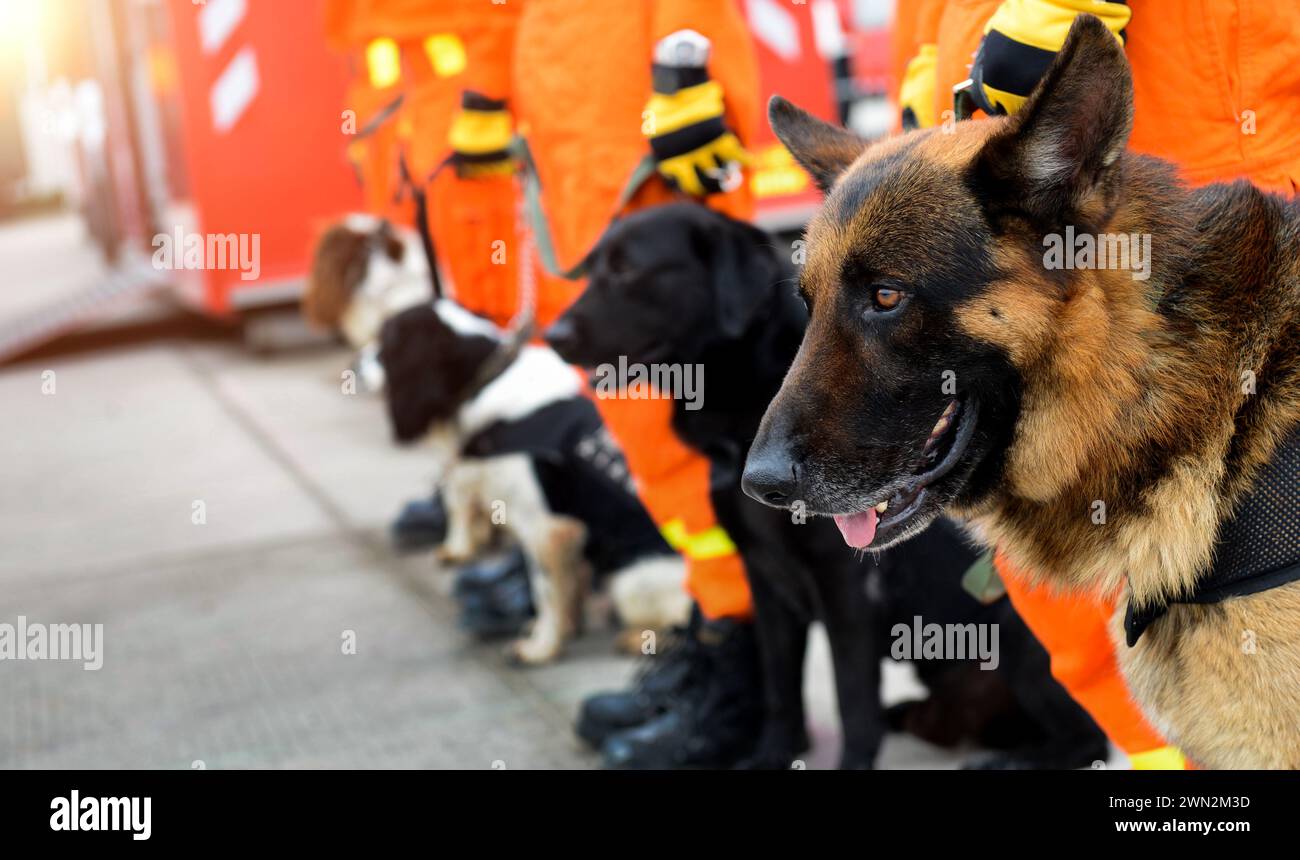 Trained search rescue dog hi-res stock photography and images - Alamy