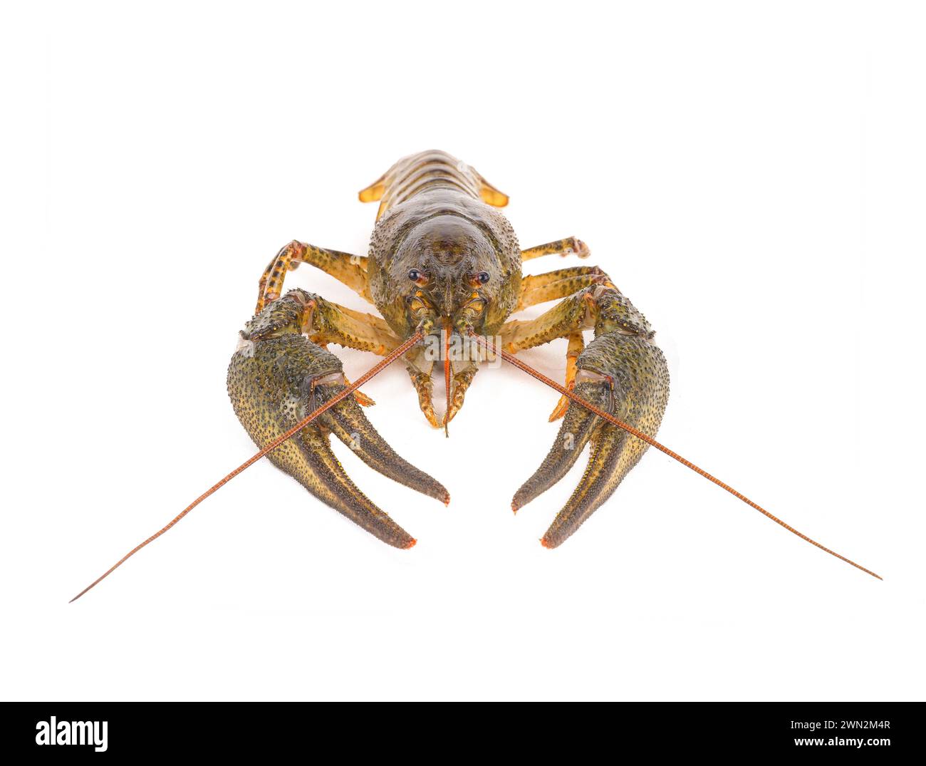 crawfish isolated on a white background (qualitative image of high ...