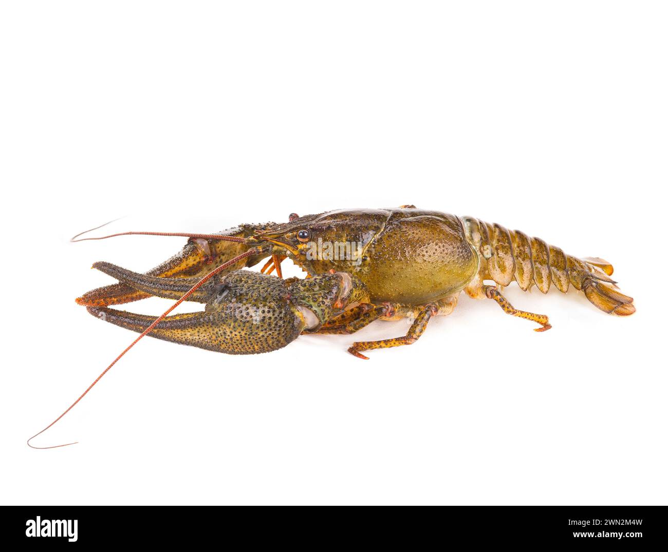 crawfish isolated on a white background (qualitative image of high ...