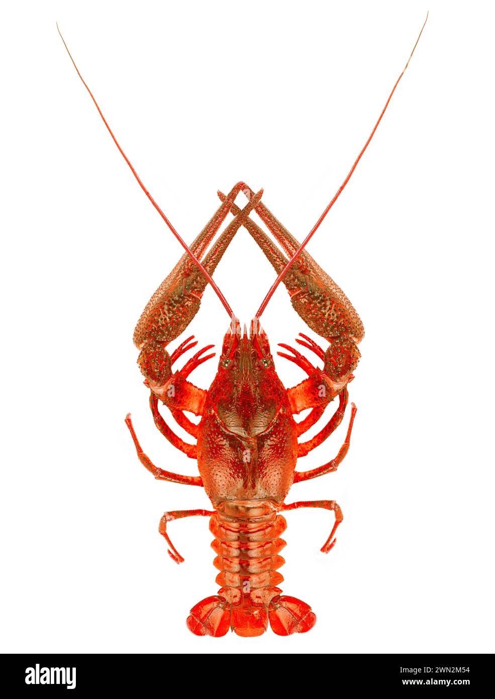 red crawfish isolated on a white background (qualitative image of high ...