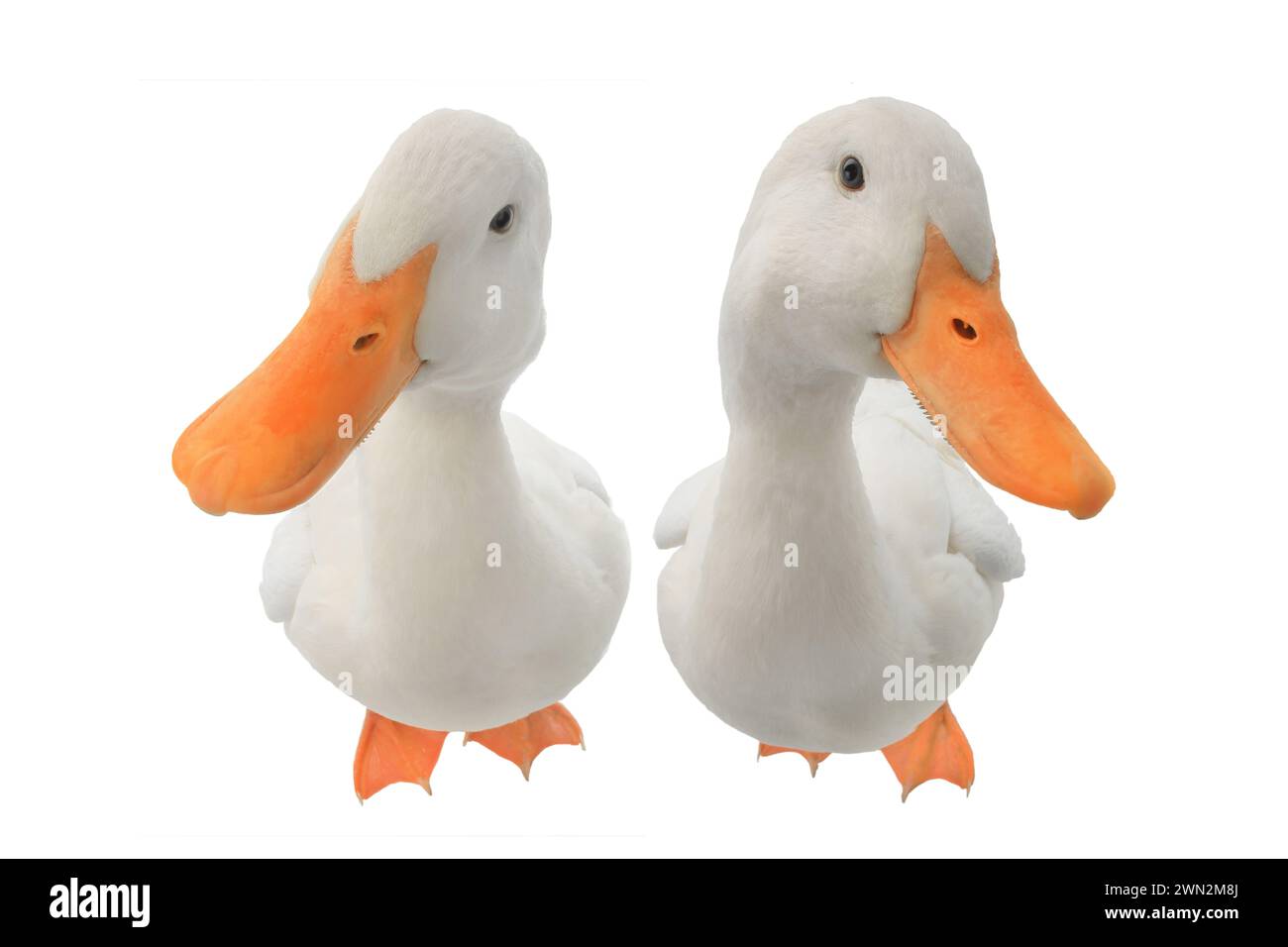 two duck on a white background Stock Photo - Alamy
