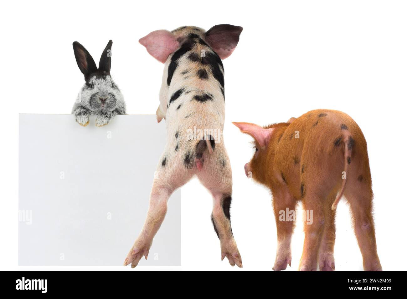 Rabbit and pig with sheet for a text writing Stock Photo - Alamy