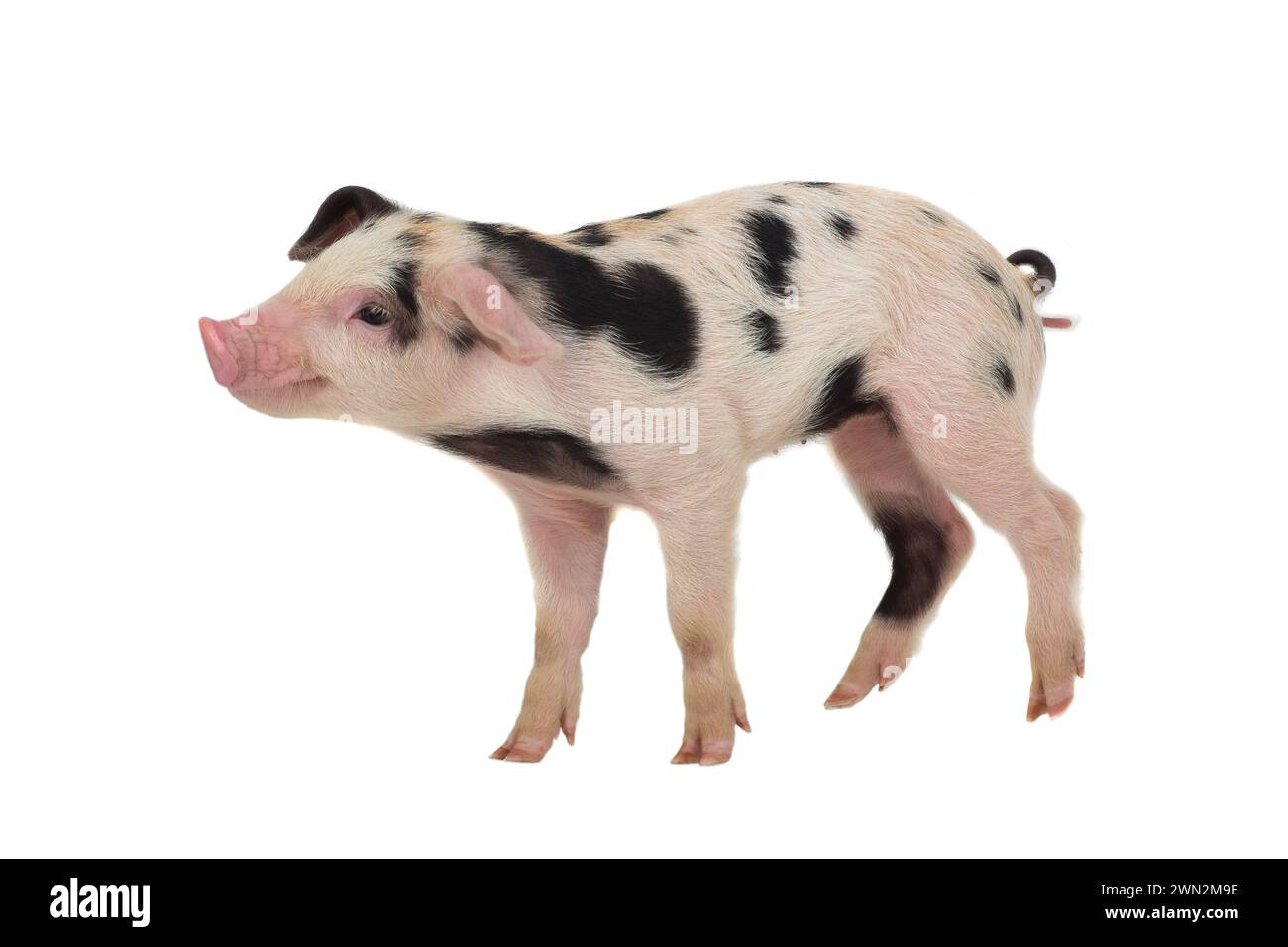 pig on a white background. in studio shot Stock Photo - Alamy