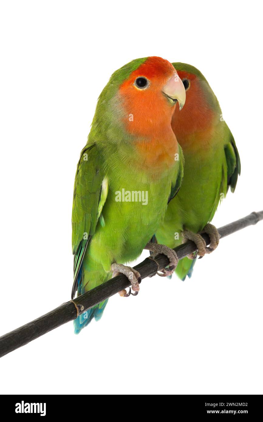 portrait lovebird on a white background Stock Photo - Alamy
