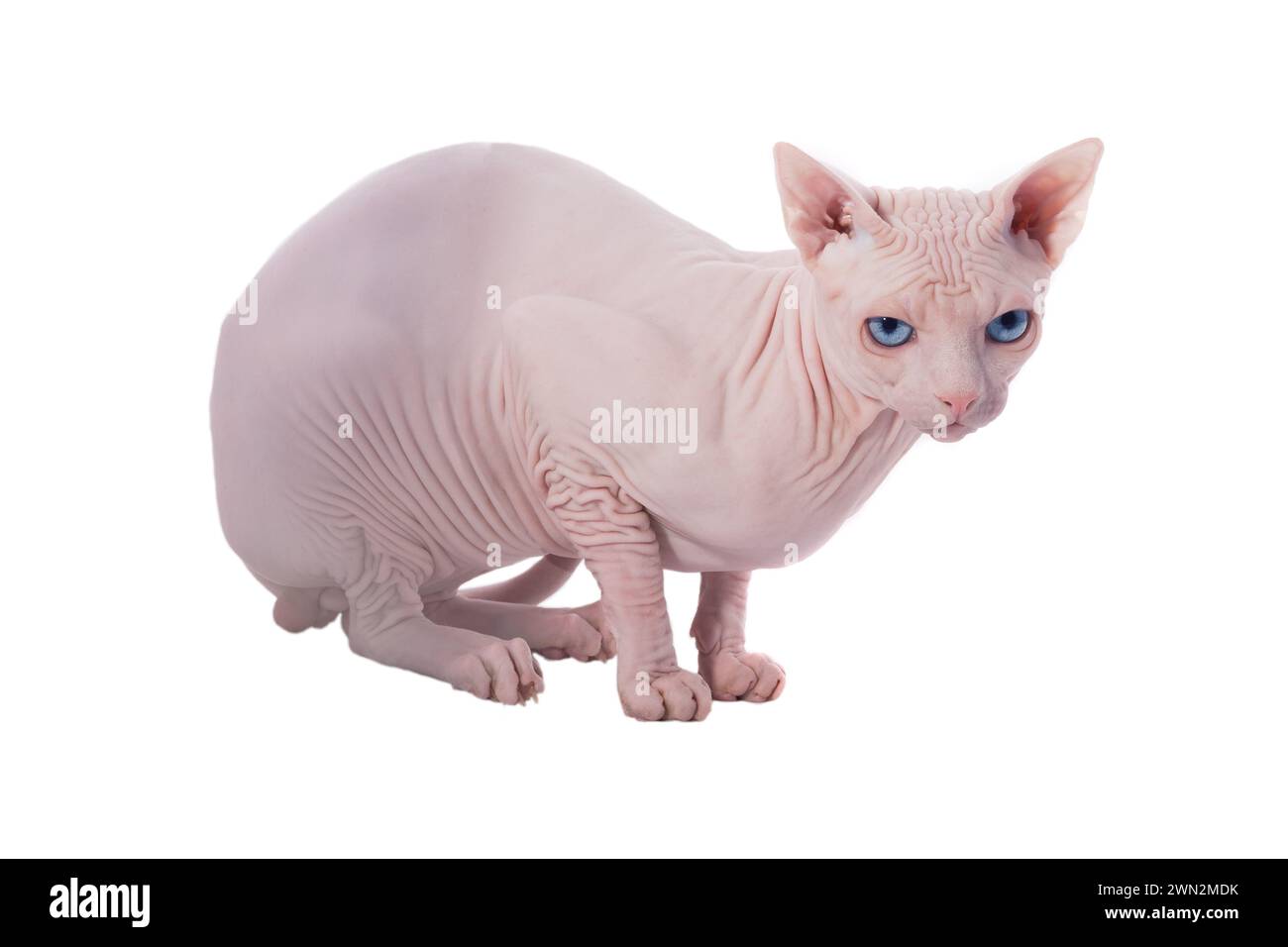 Portrait canadian sphynx cat hi-res stock photography and images - Alamy