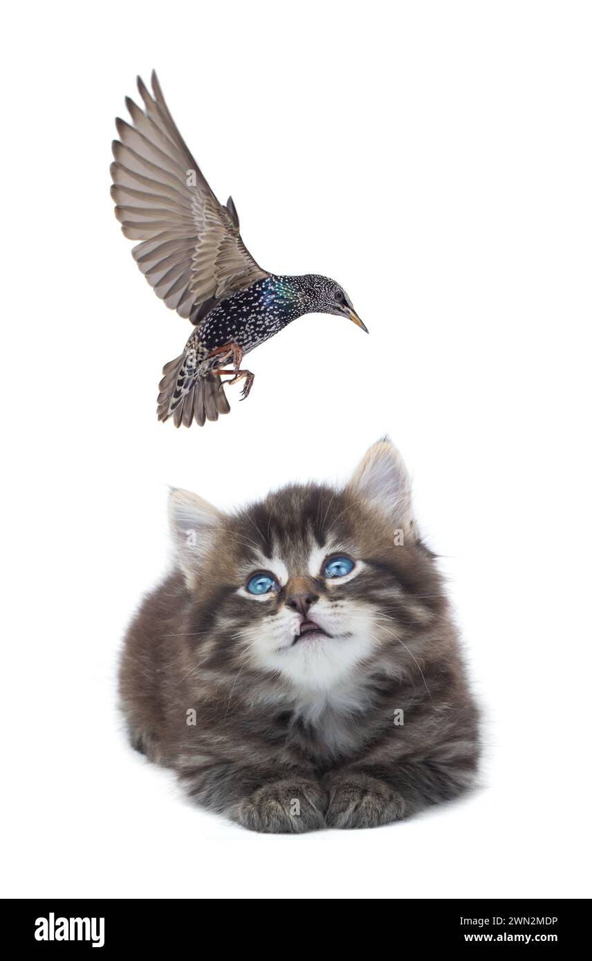 cat catches to bird on a white background Stock Photo - Alamy