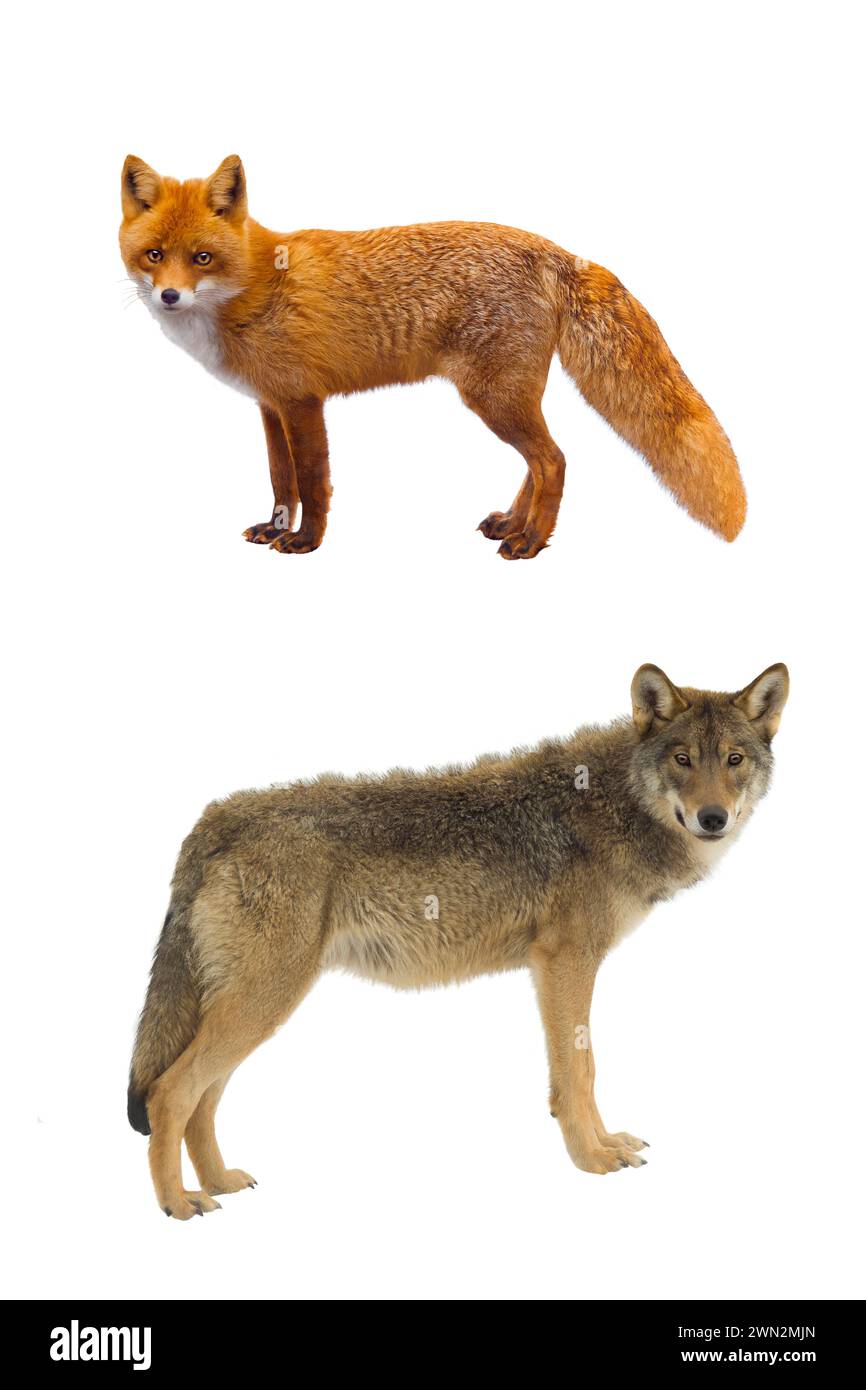 gray wolf (canis lupus) and fox isolated on a white background Stock ...