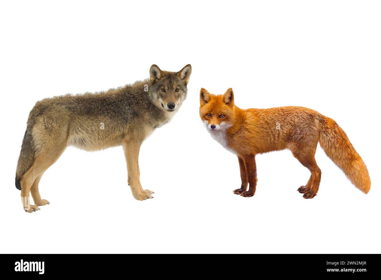 gray wolf (canis lupus) and fox isolated on a white background Stock ...