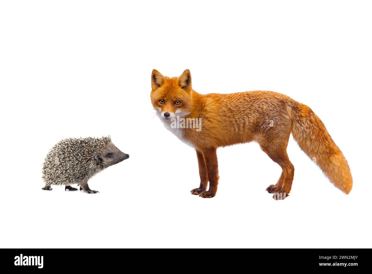 The hedgehog and the fox hi-res stock photography and images - Alamy