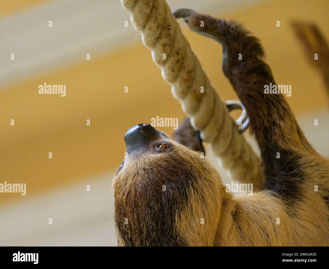 Sloth in the zoo hi-res stock photography and images - Alamy