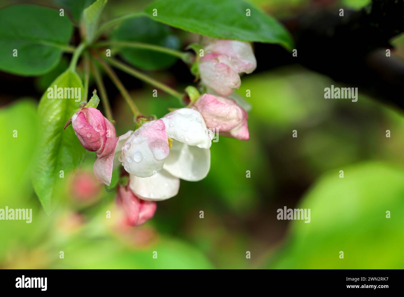 Apple blossoms with rain drops, copy space Stock Photo - Alamy