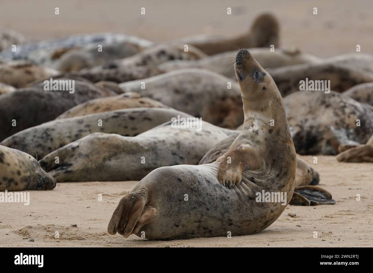 Some of the estimated 2,500 Atlantic grey seals on Horsey Beach in ...