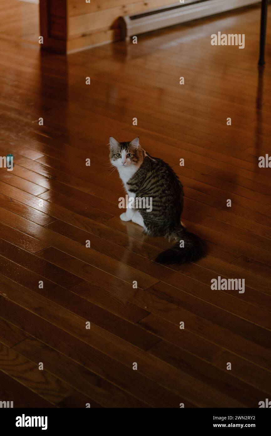 The essence of feline grace, majestic cat exudes quiet confidence and ...