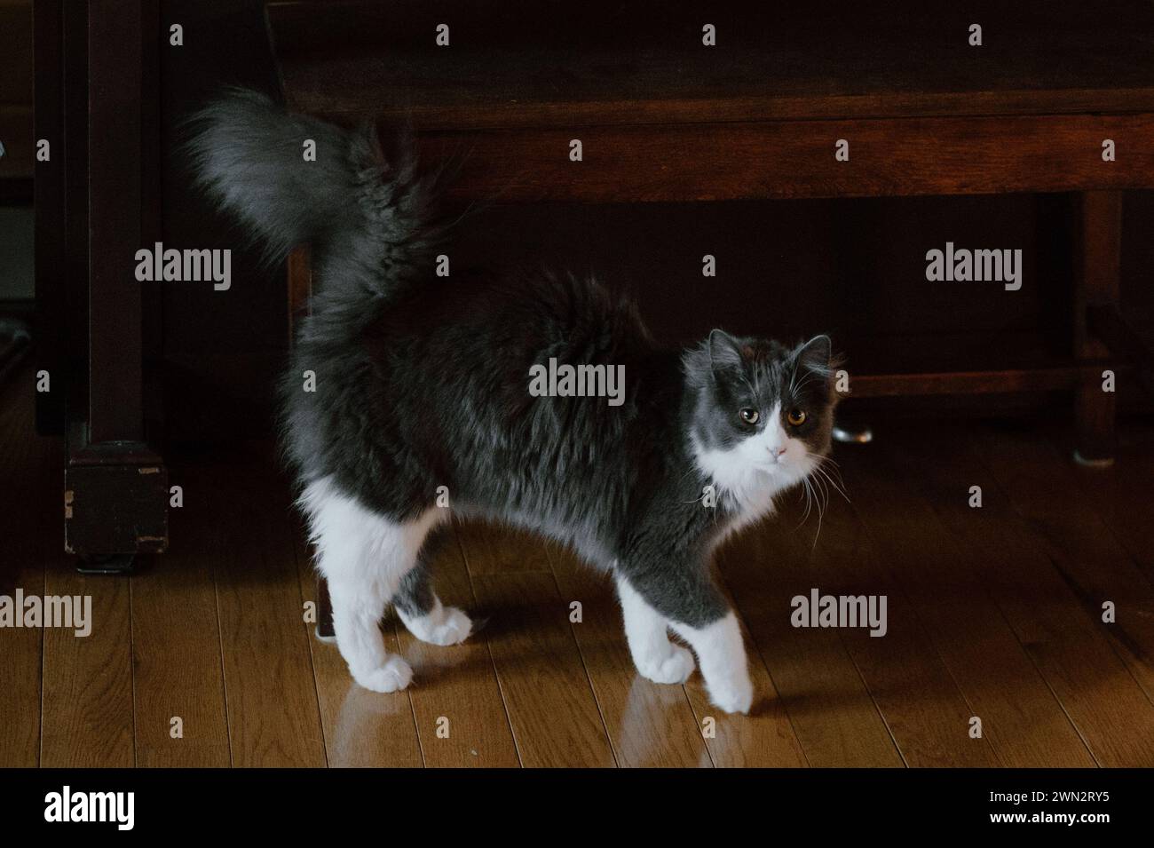 The essence of feline grace, majestic cat exudes quiet confidence and ...