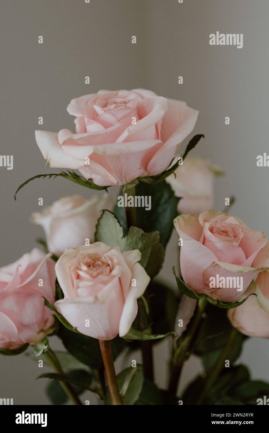 The subtle sophistication meets natural charm in the gentle hues of ...