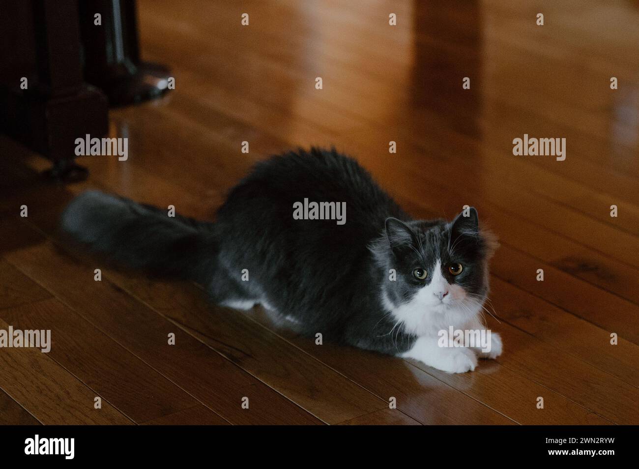 The essence of feline grace, majestic cat exudes quiet confidence and ...