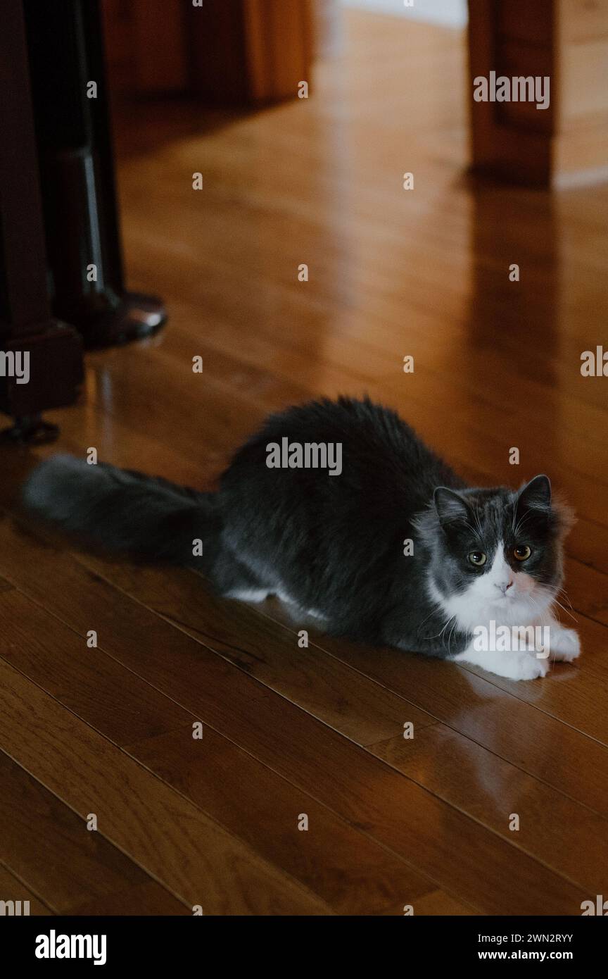 The essence of feline grace, majestic cat exudes quiet confidence and ...