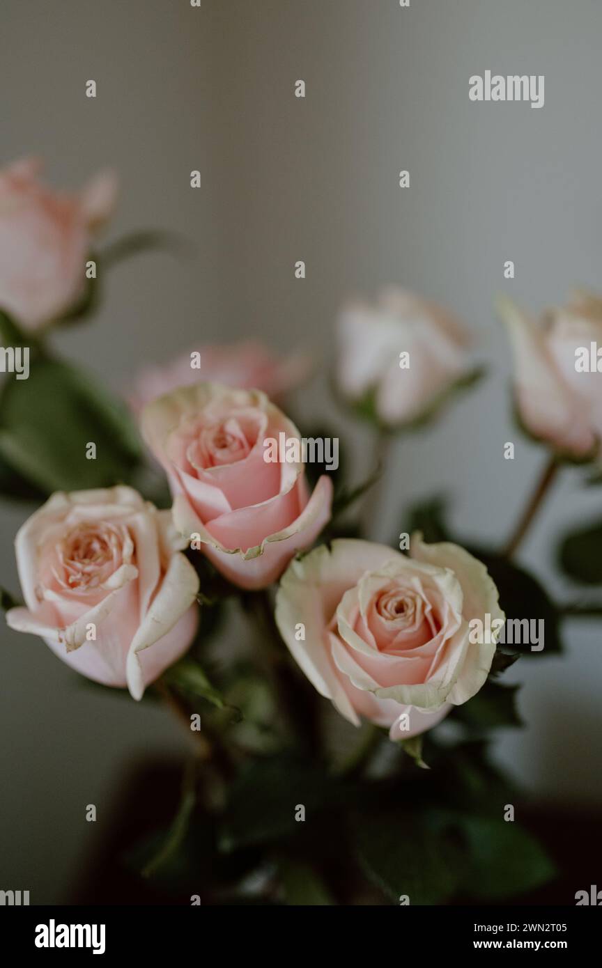 The subtle sophistication meets natural charm in the gentle hues of ...