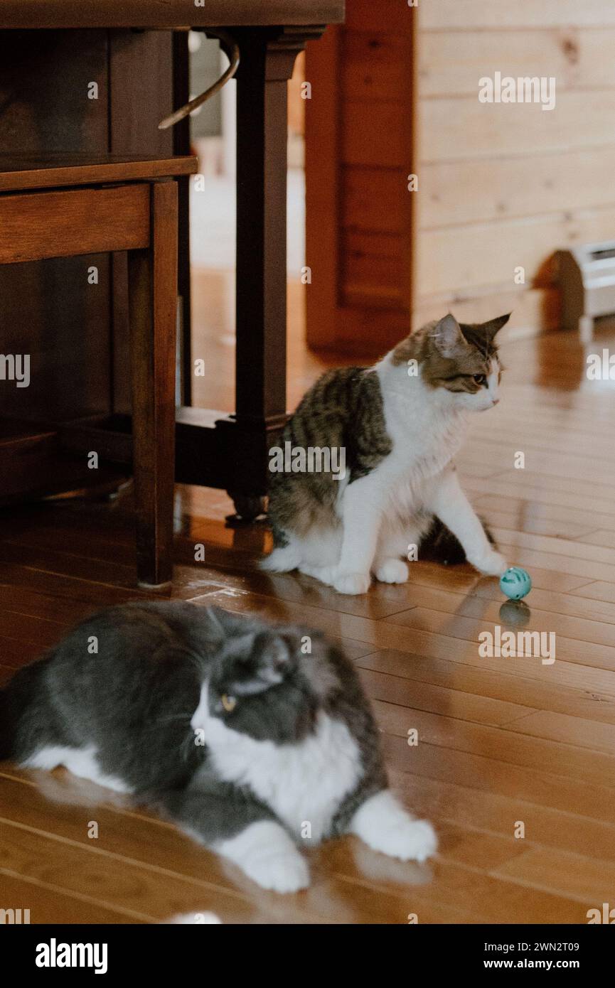 The essence of feline grace, majestic cat exudes quiet confidence and ...