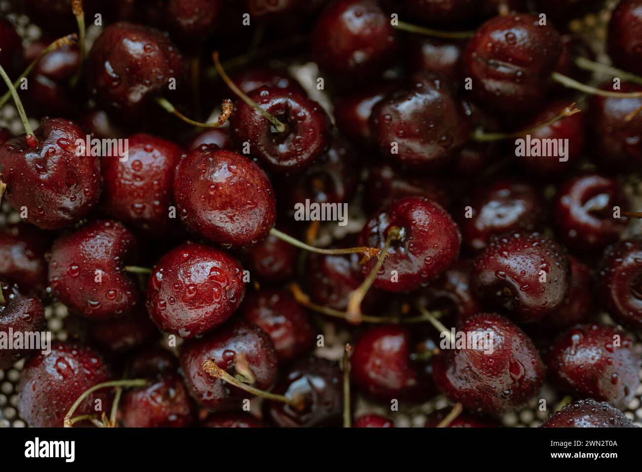 The freshly washed cherries glisten with the promise of summer's sweetness, inviting a burst of ...