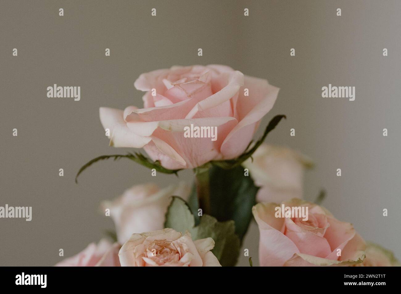 The subtle sophistication meets natural charm in the gentle hues of ...