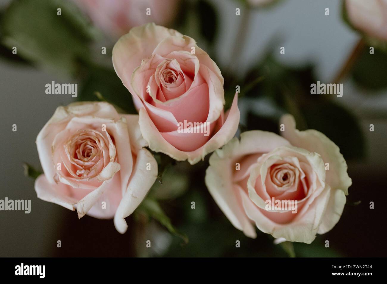 The subtle sophistication meets natural charm in the gentle hues of ...