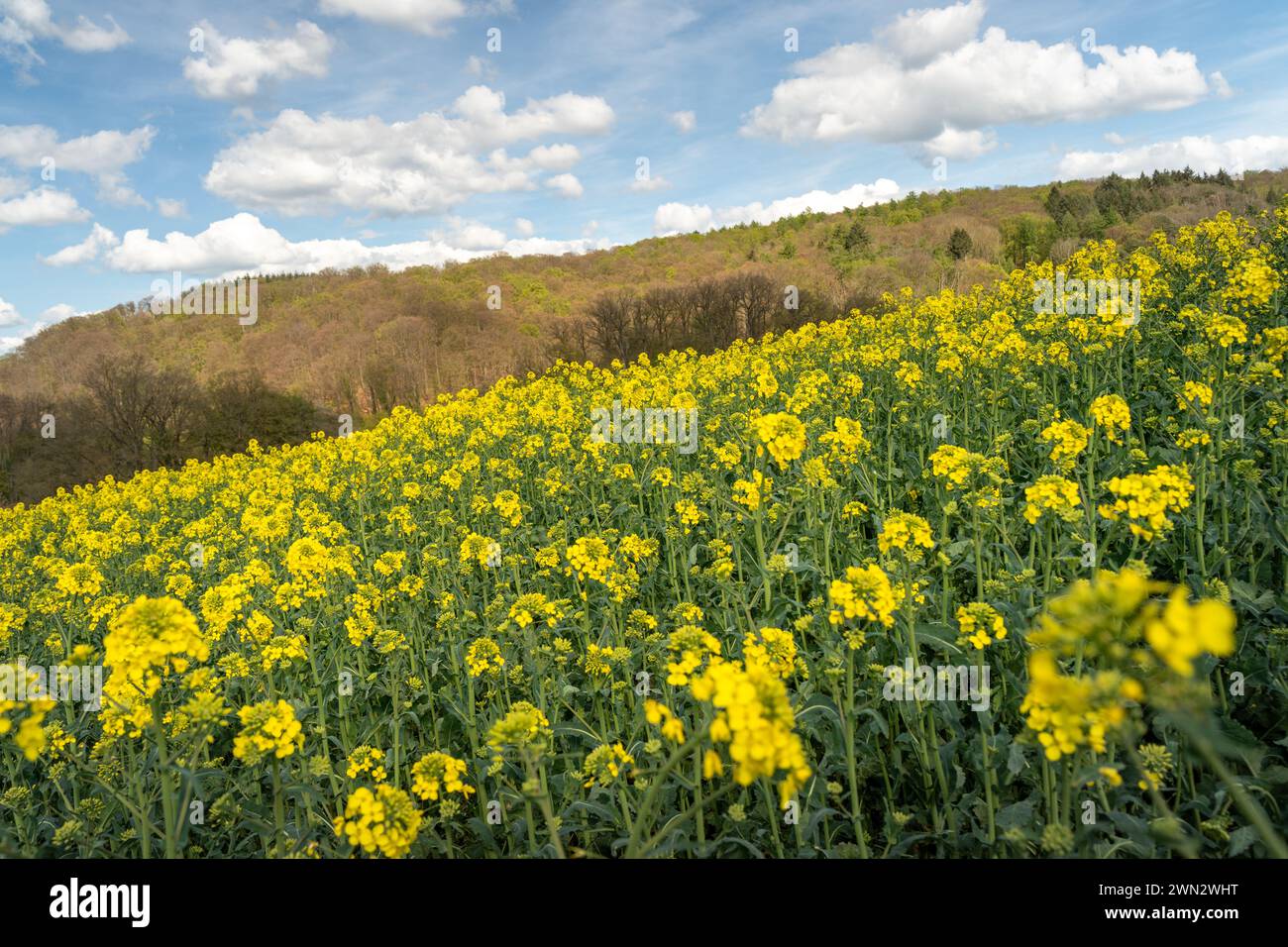 A Vibrant yellow rapeseed field under a blue sky and fluffy white ...