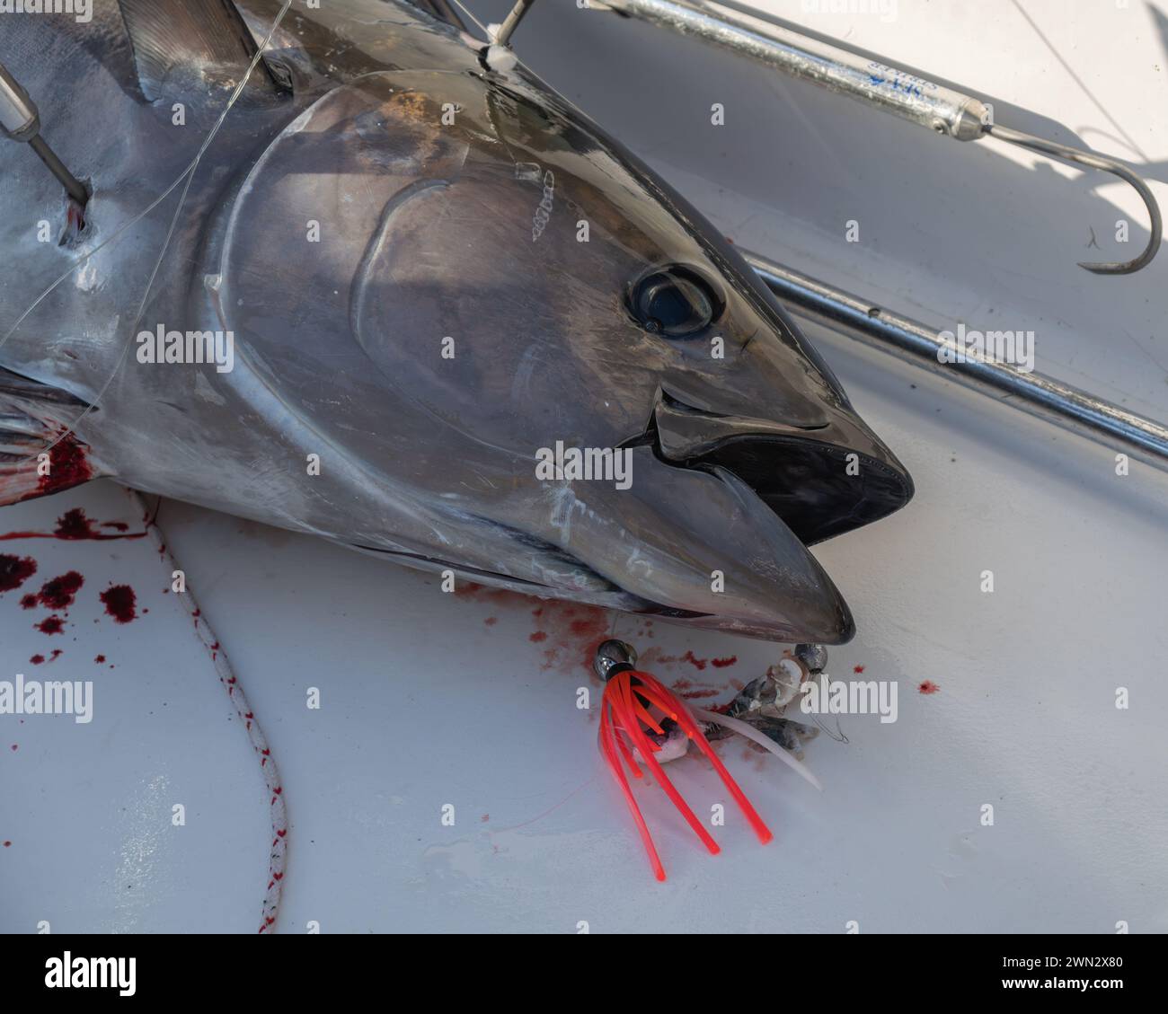 Fish gills close up hi-res stock photography and images - Alamy