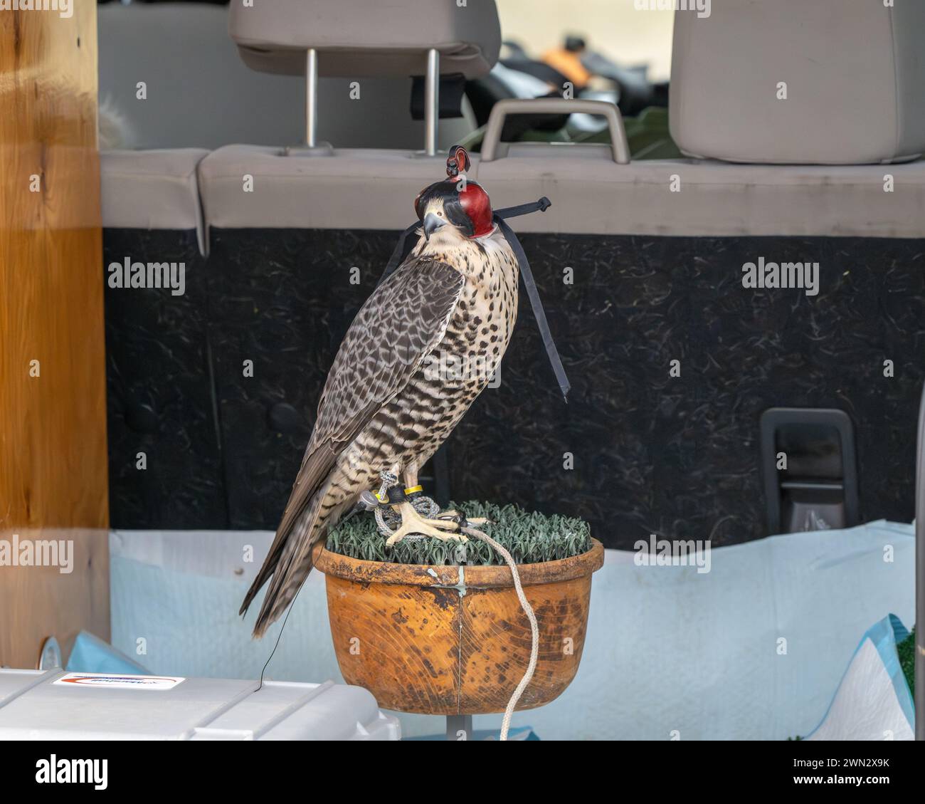 Peales falcon hi-res stock photography and images - Alamy