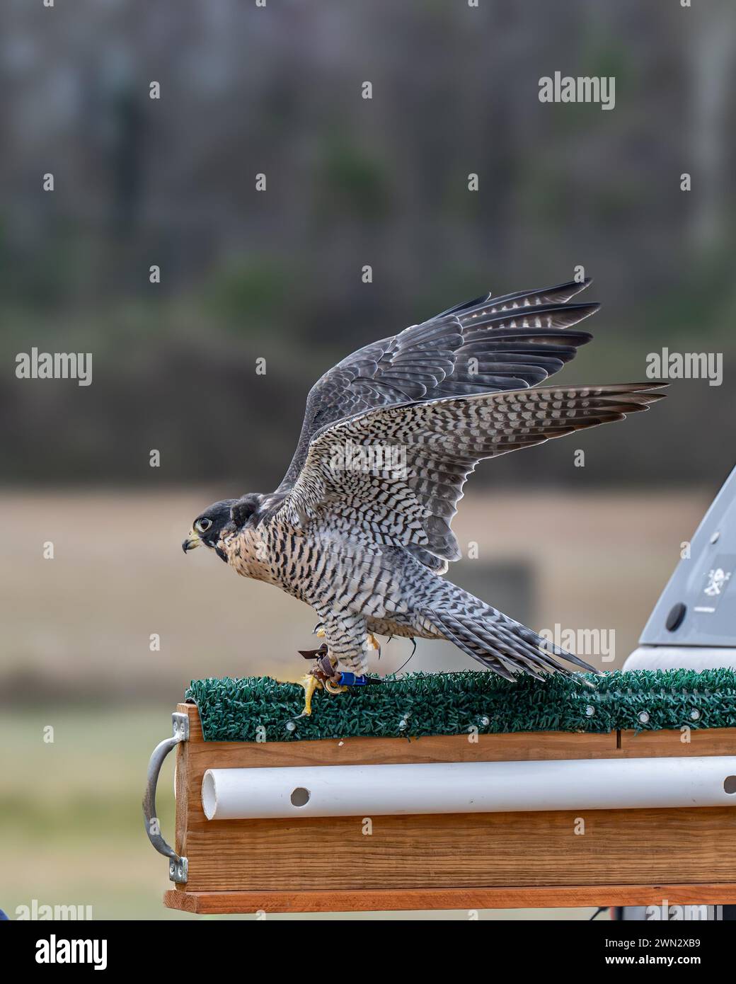 Falco peregrinus pealei hi-res stock photography and images - Alamy