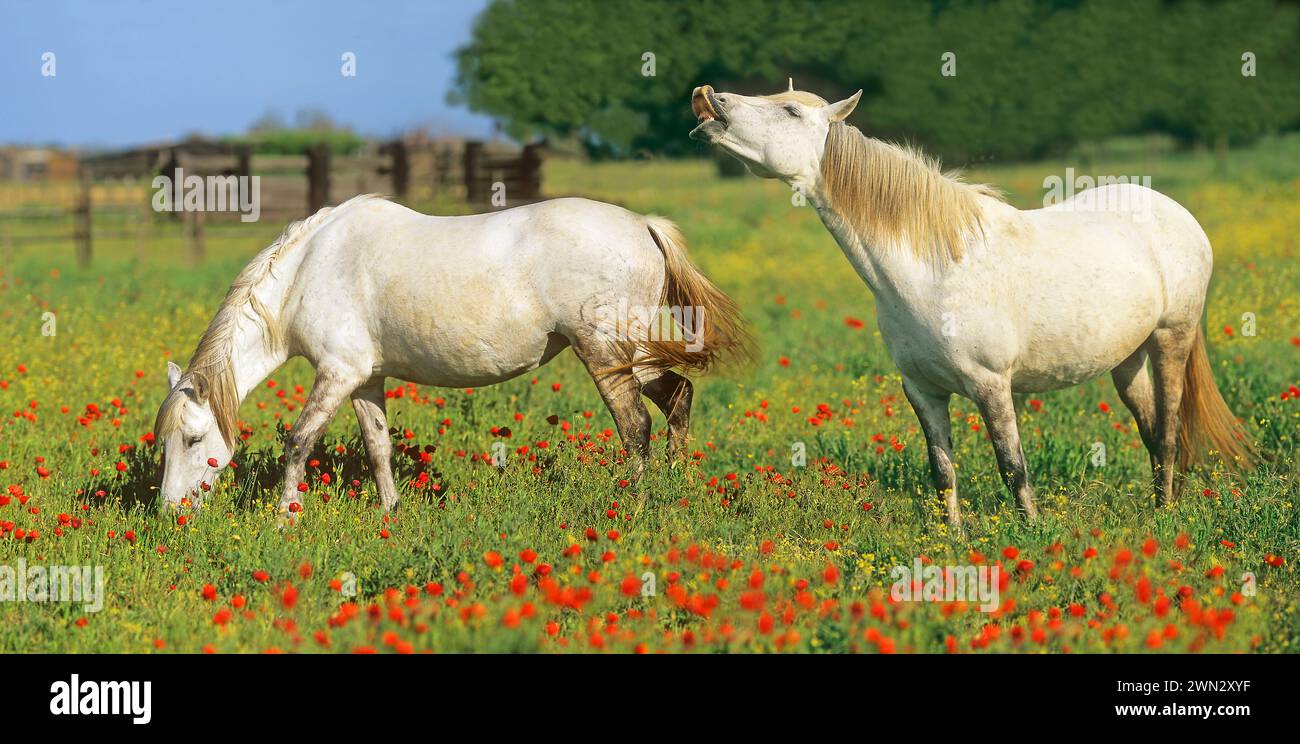 Camargue stallion and mare: by baring his upper teeth and sniffing the ...