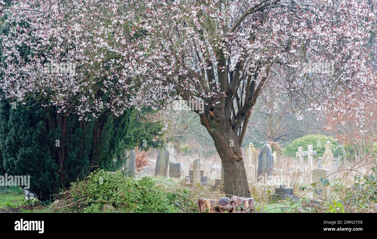 Tree southampton old cemetery hi-res stock photography and images - Alamy