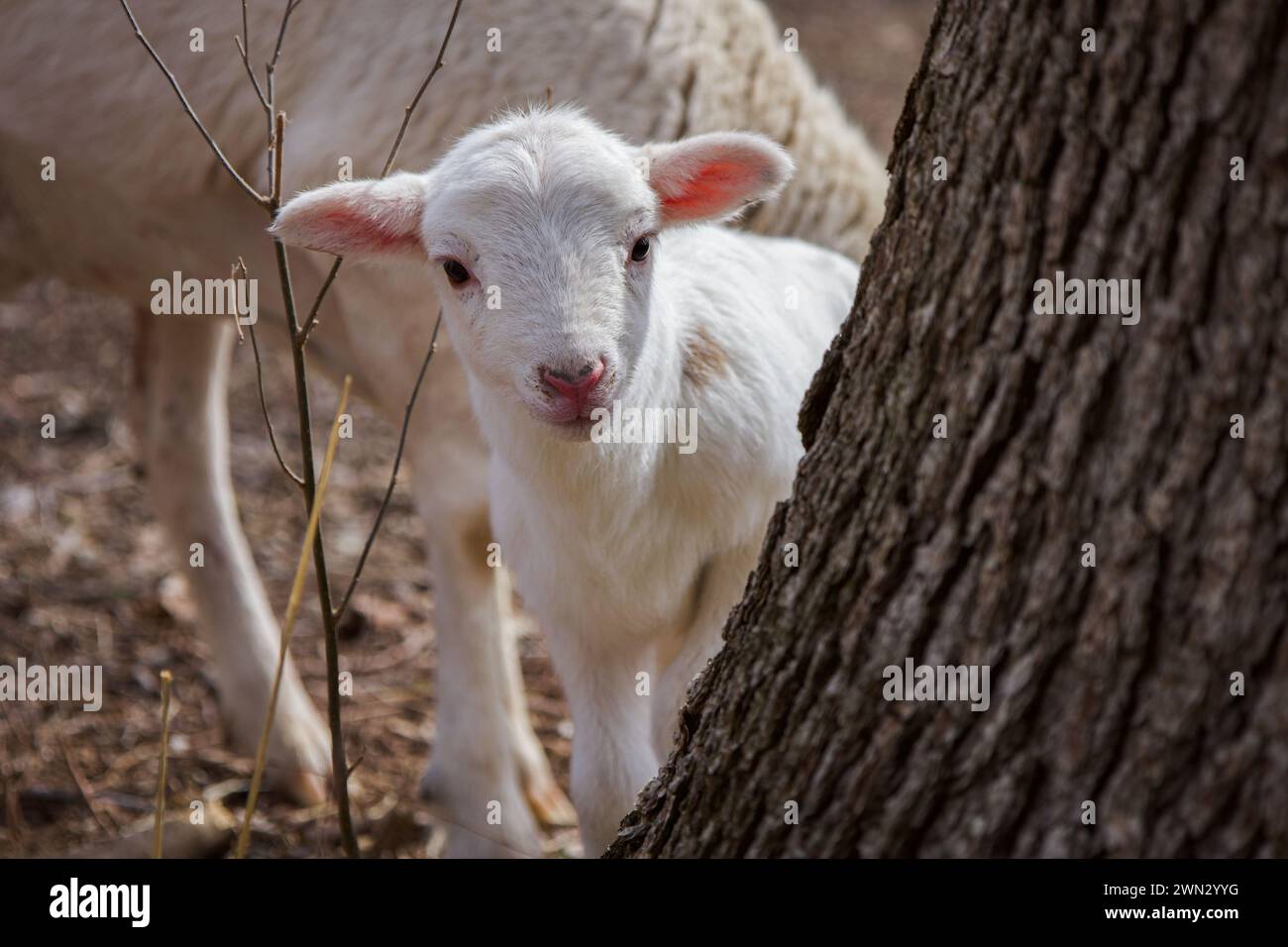 Cute and adorable creatures hi-res stock photography and images - Alamy