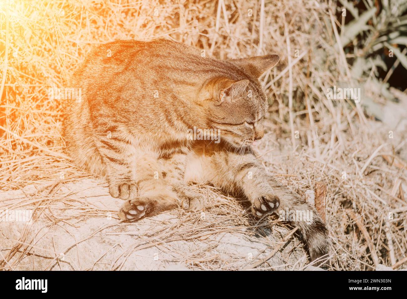 A cute happy grey tabby kitten lies and rests on the floor of the park ...