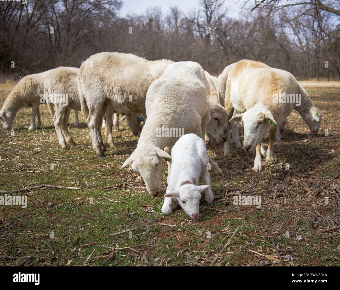 A flock of sheep supporting a newborn lamb learning to walk Stock Photo ...