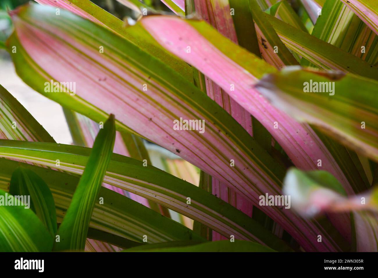 Tropical plants from Indonesia. Gardens in Indonesia Stock Photo - Alamy