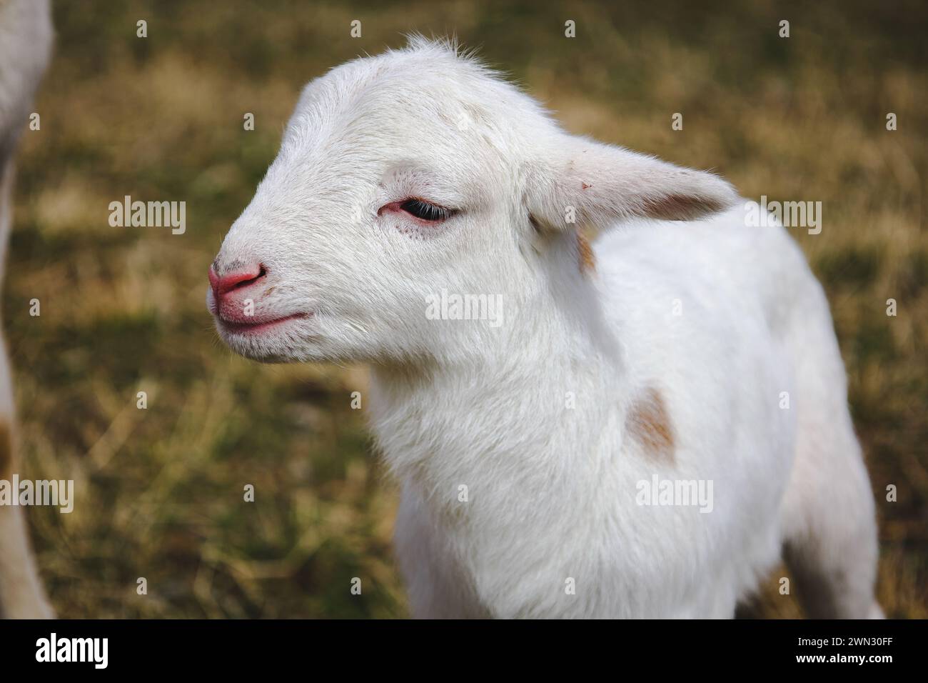 Adorable lamb hi-res stock photography and images - Alamy