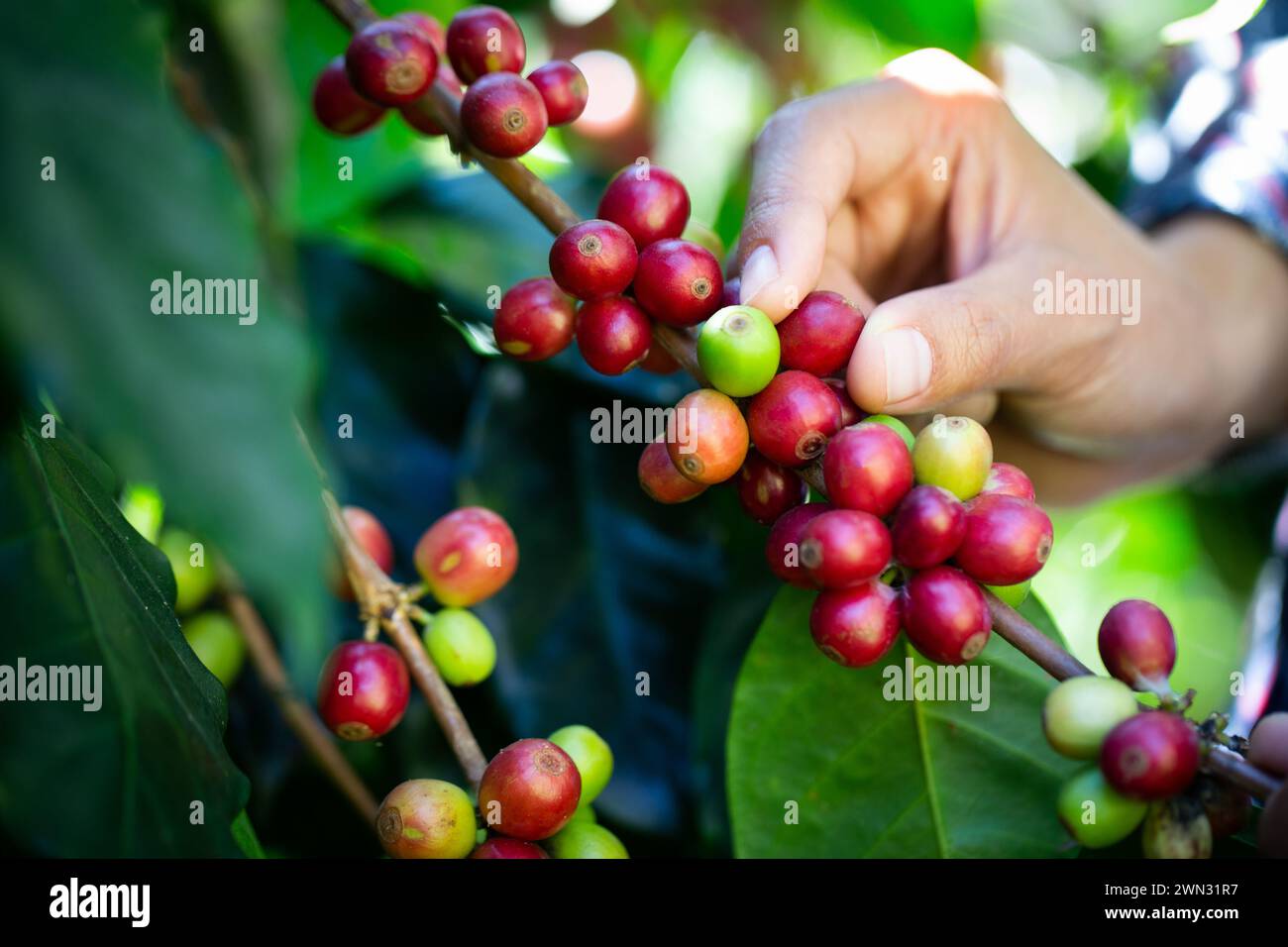 Hand picking coffee bean fruit from the tree. Agriculturist Hand ...