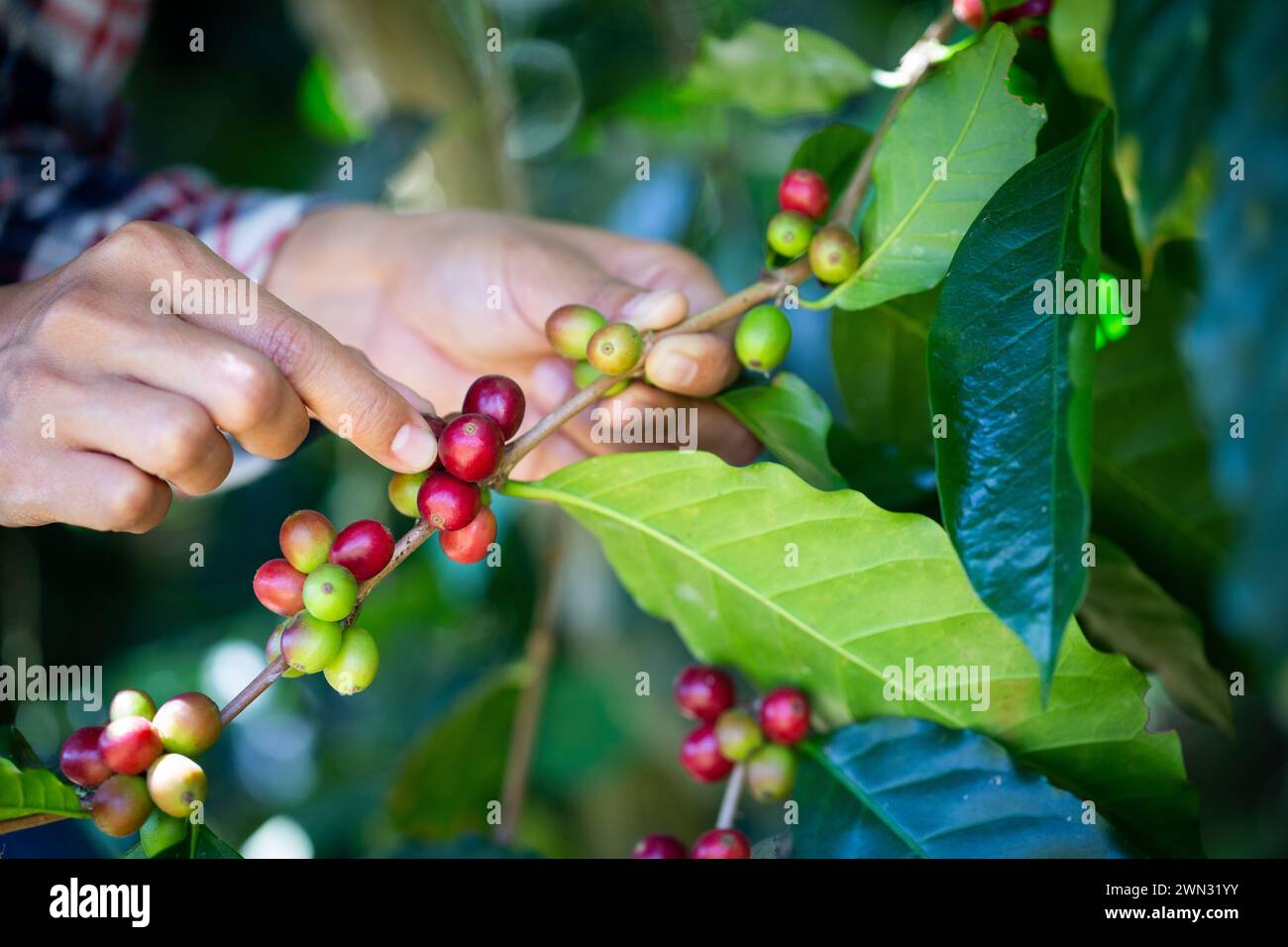 Hand picking coffee bean fruit from the tree. Agriculturist Hand ...