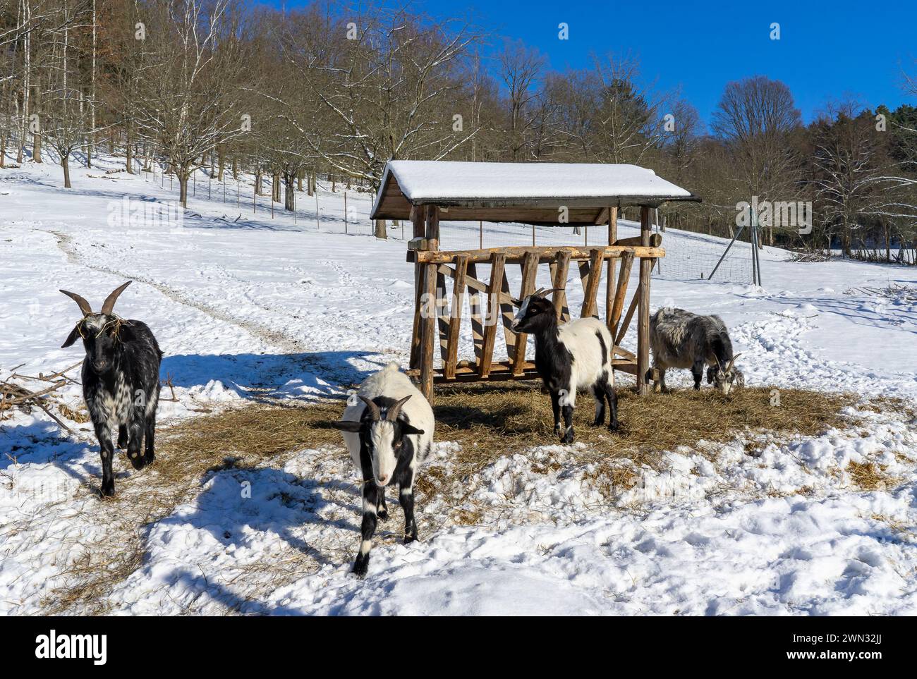 Manger barn hi-res stock photography and images - Alamy
