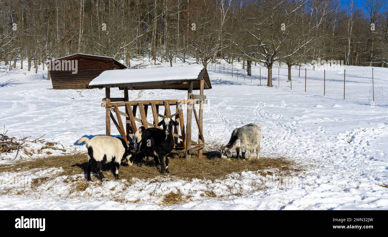Farm manger hi-res stock photography and images - Alamy