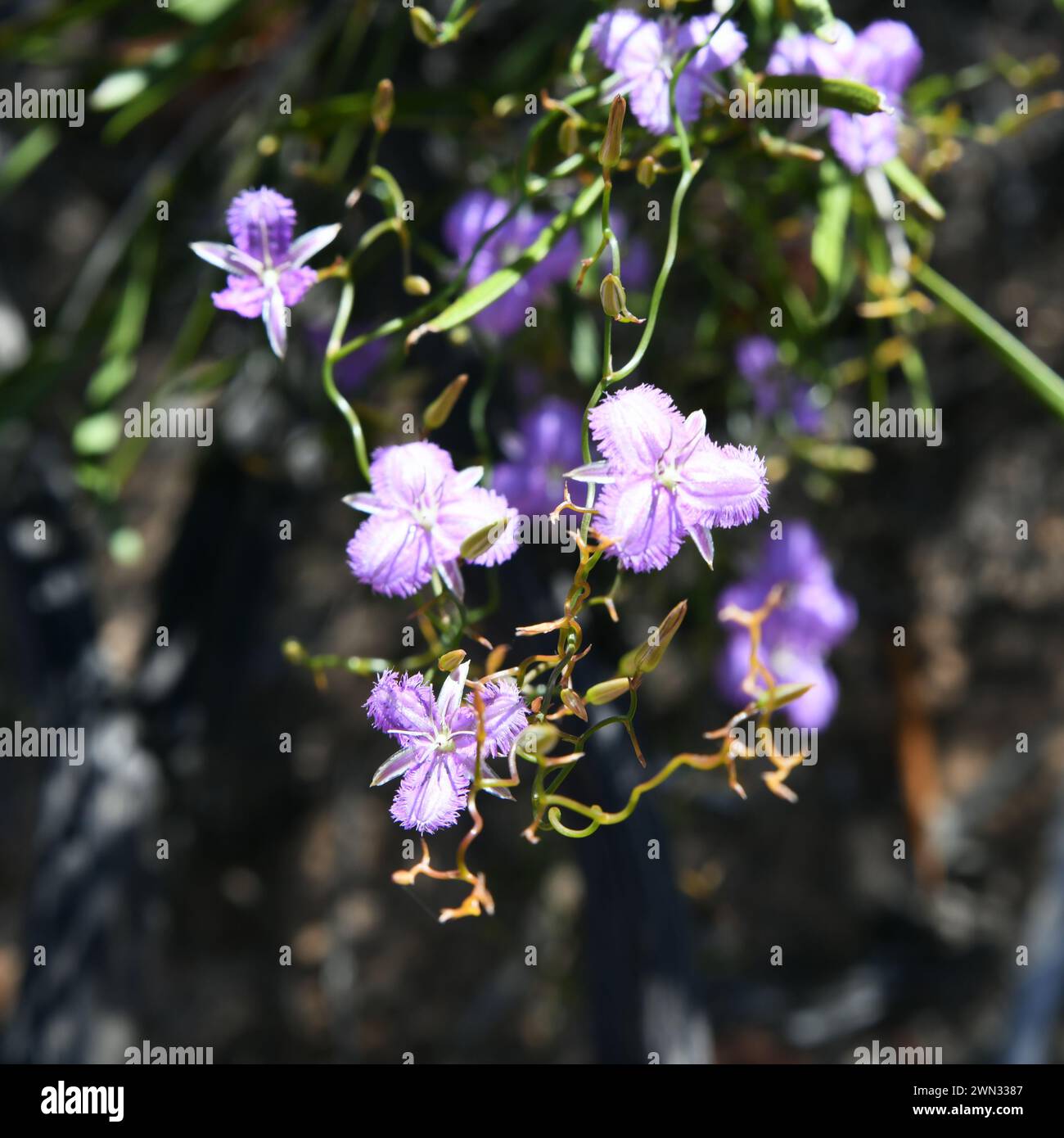 Thysanotus hi-res stock photography and images - Alamy