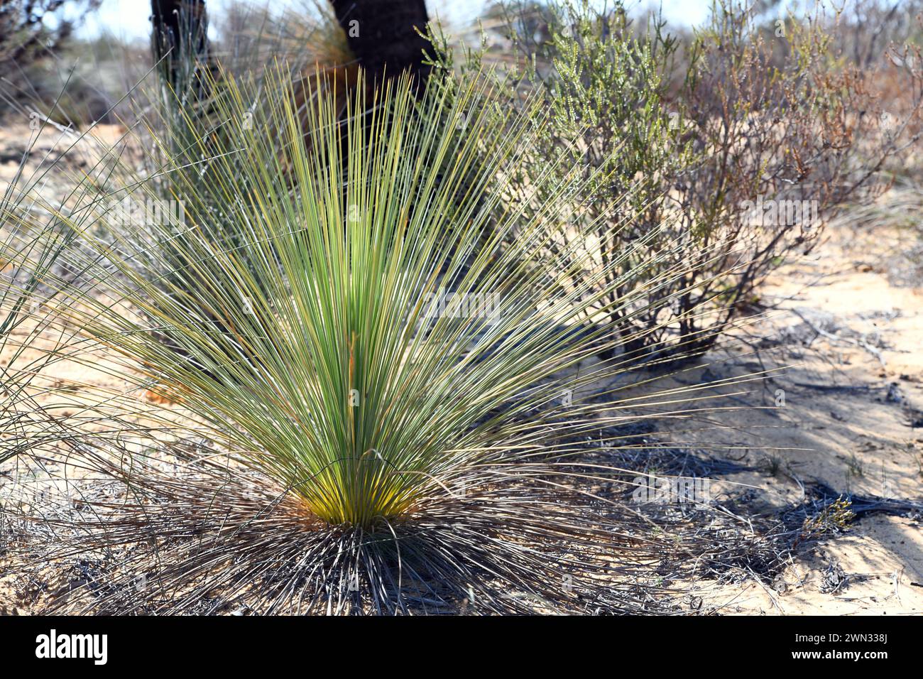 Xanthorrhoea australis hi-res stock photography and images - Alamy