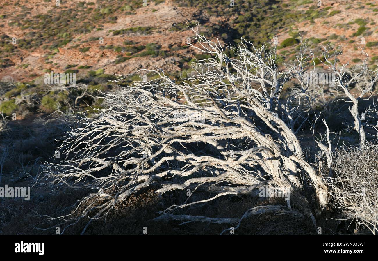 Weathered trees hi-res stock photography and images - Alamy