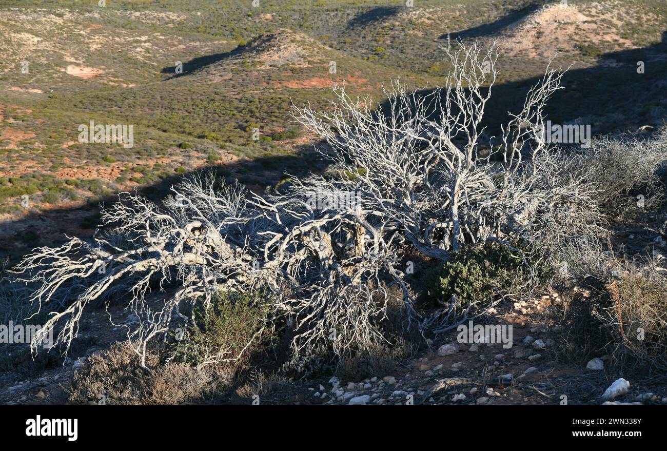 Weathered trees hi-res stock photography and images - Alamy