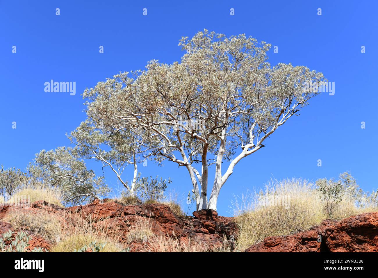 Eucalyptus trees on the rim of Dales Gorge, Karijini National Park, WA ...