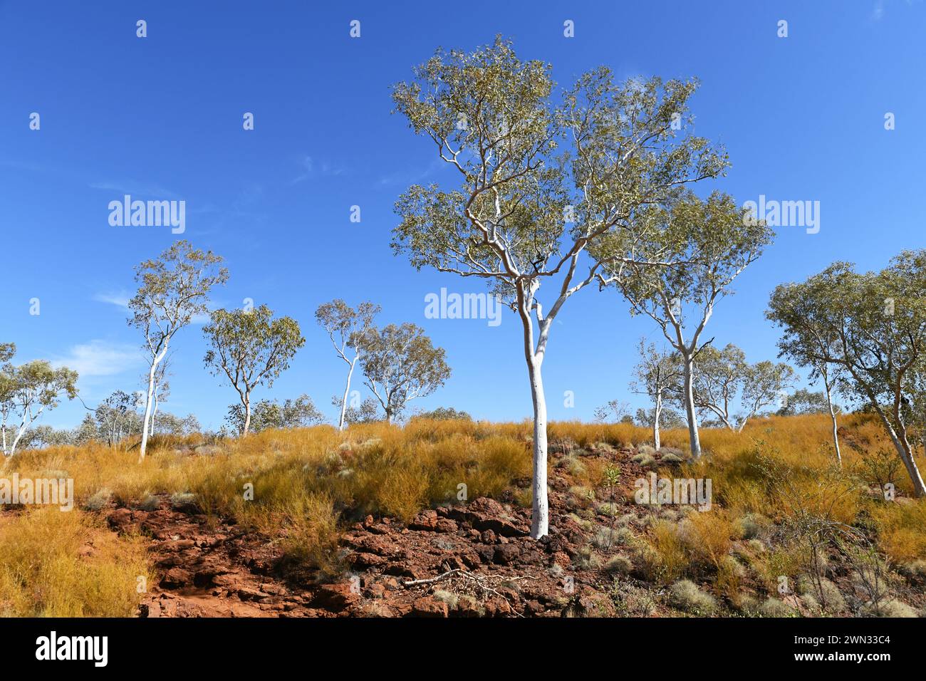 Karijini national park gum hi-res stock photography and images - Alamy