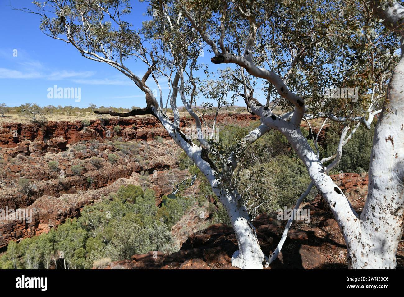 Pilbara tree trees hi-res stock photography and images - Alamy