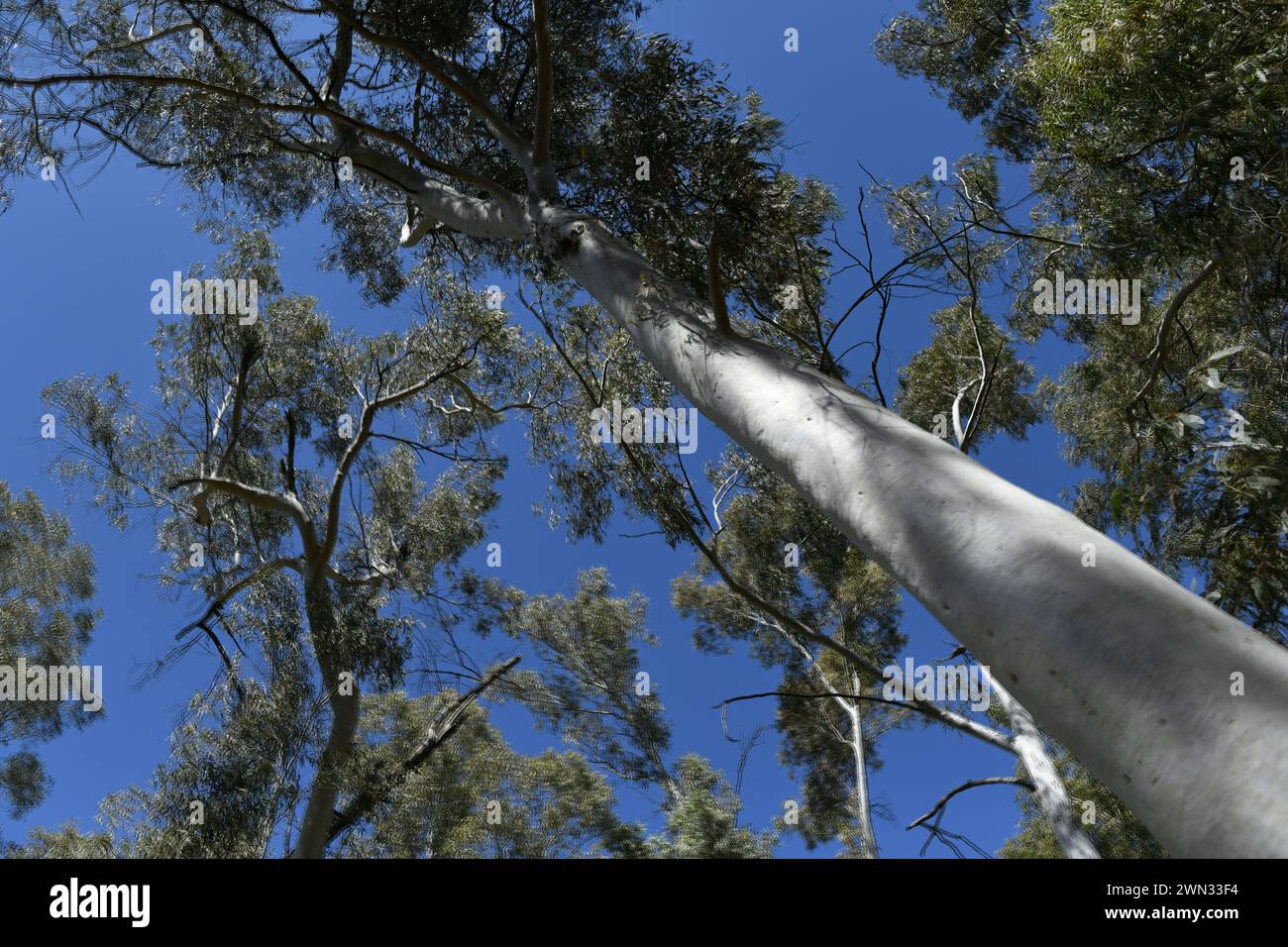 White gum tree hi-res stock photography and images - Alamy